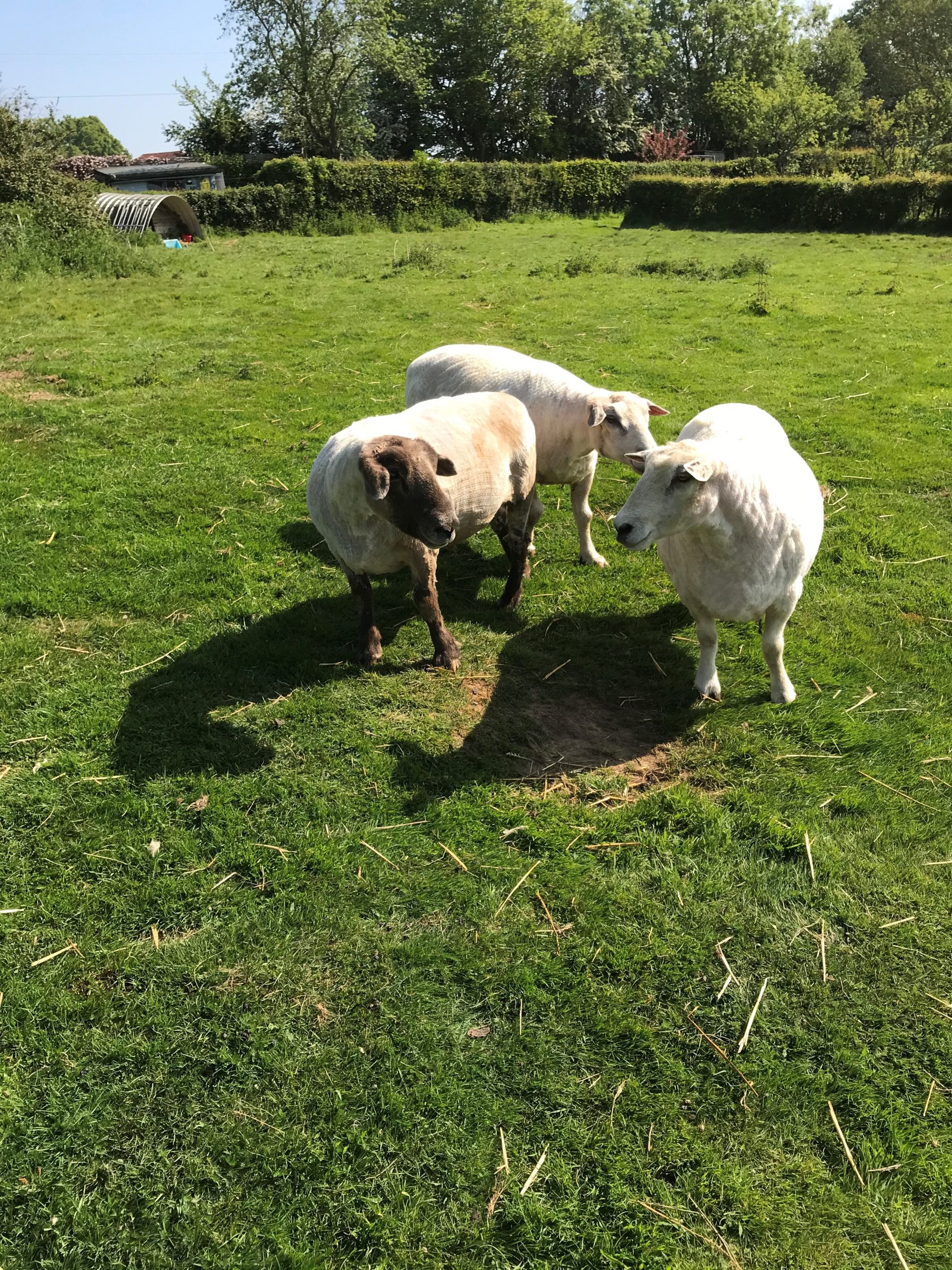 Gallery - Baa Lamb Cottage